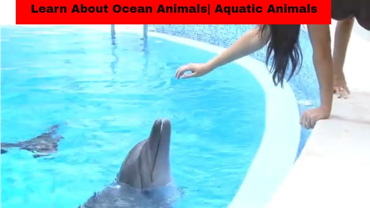 Ocean Animals for Kids | Aquatic Animals for Kids |Sea Animals Video ...