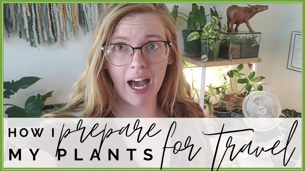 How Do I Prepare My Plants When I Travel YouTube how-do-i-prepare-my-plants-when-i-travel-youtube