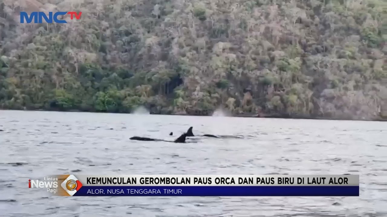 Momen Langka, Gerombolan Paus Orca dan Paus Biru Ditemukan di Laut Alor #LintasiNewsPagi 07/10 ...
