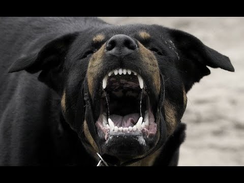 Pitbull vs Rottweiler (2024) ,,Kennel Rott Frau Fortuna''