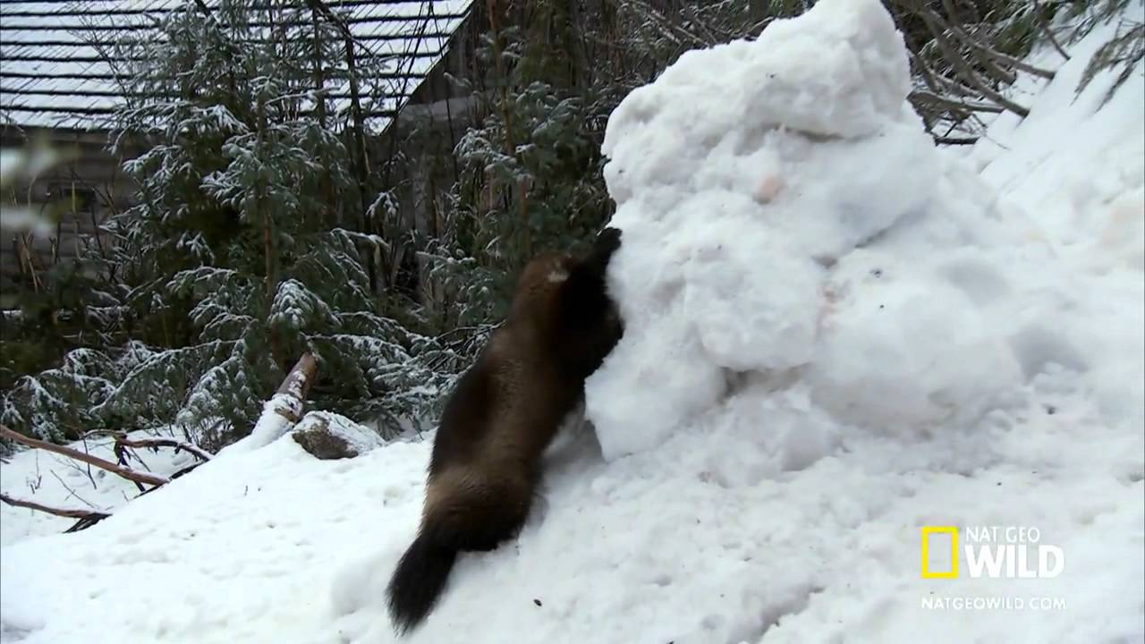 Wolverine to the Rescue! - YouTube