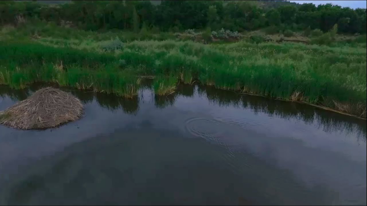Thriving Beaver Created Wetland Ecosystem! - YouTube