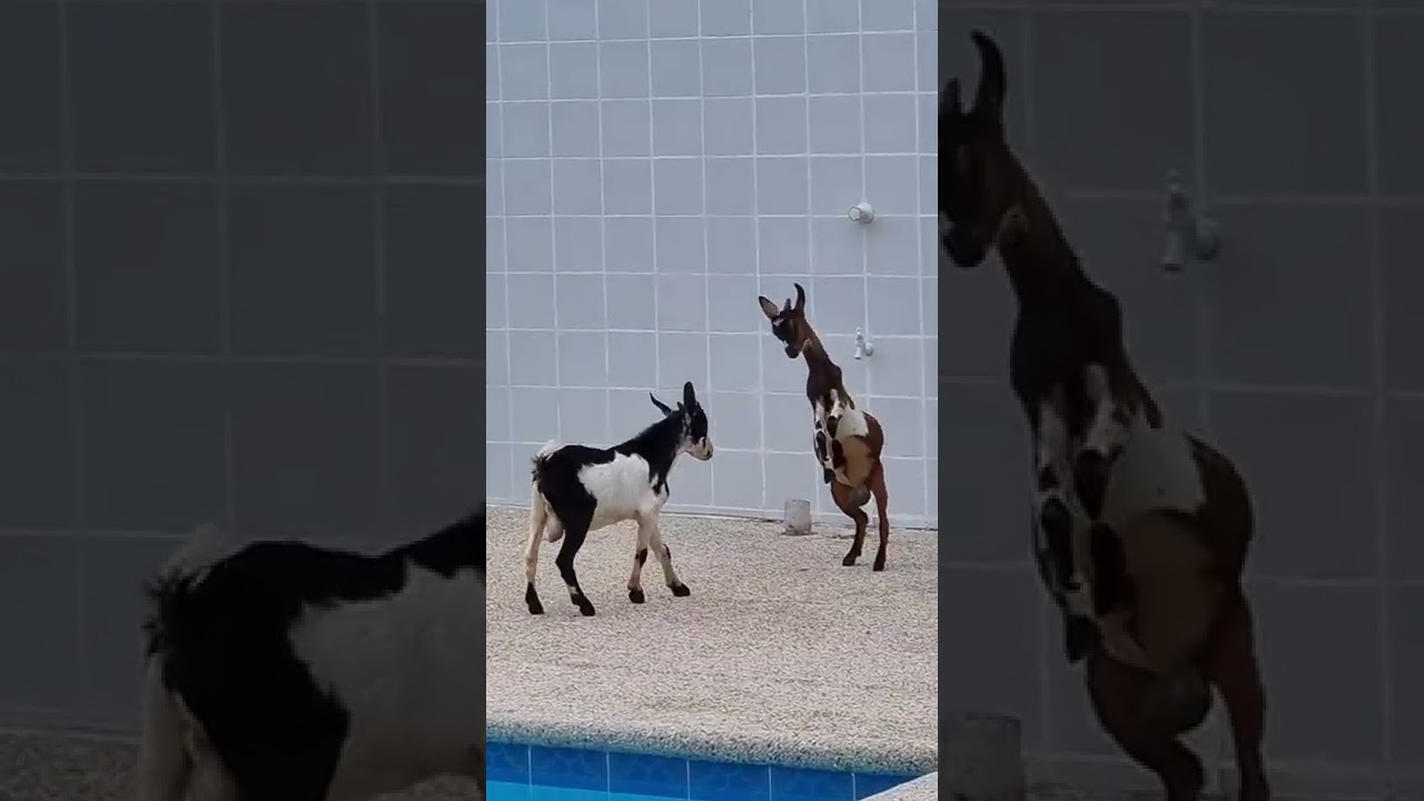 Goat FightHead Butting And Head Pushing - YouTube