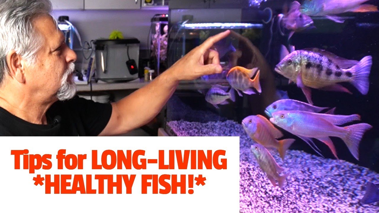 STOP the CONSTANT LOSS of AQUARIUM FISH! *HERE's HOW!* - YouTube
