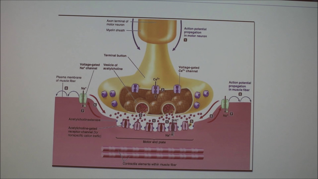 Lecture 8-Organophosphates, Atropine, Fetal Alcohol Syndrome - YouTube