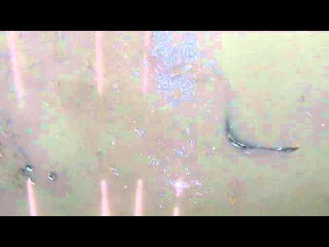 bluebonnet snakes.avi - YouTube
