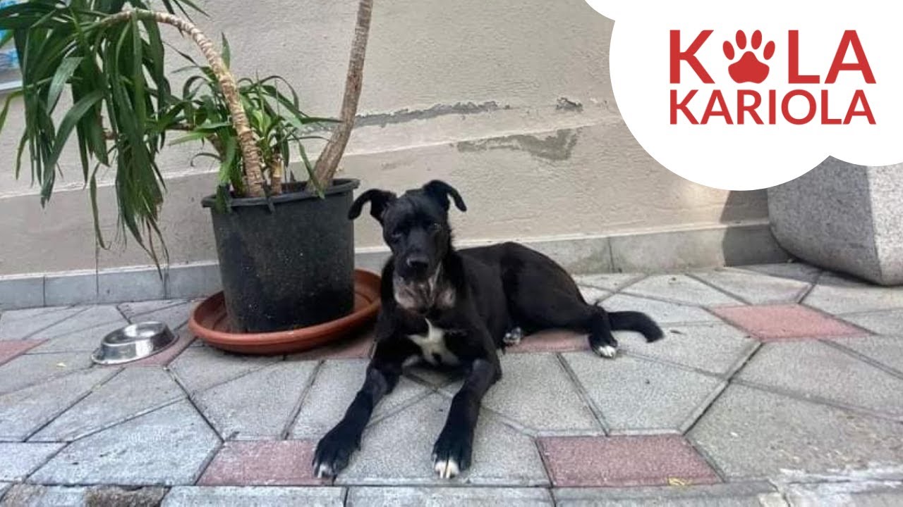 Rescuing Tighi, the dog with the broken jaw | Salvarea lui Tighi ...