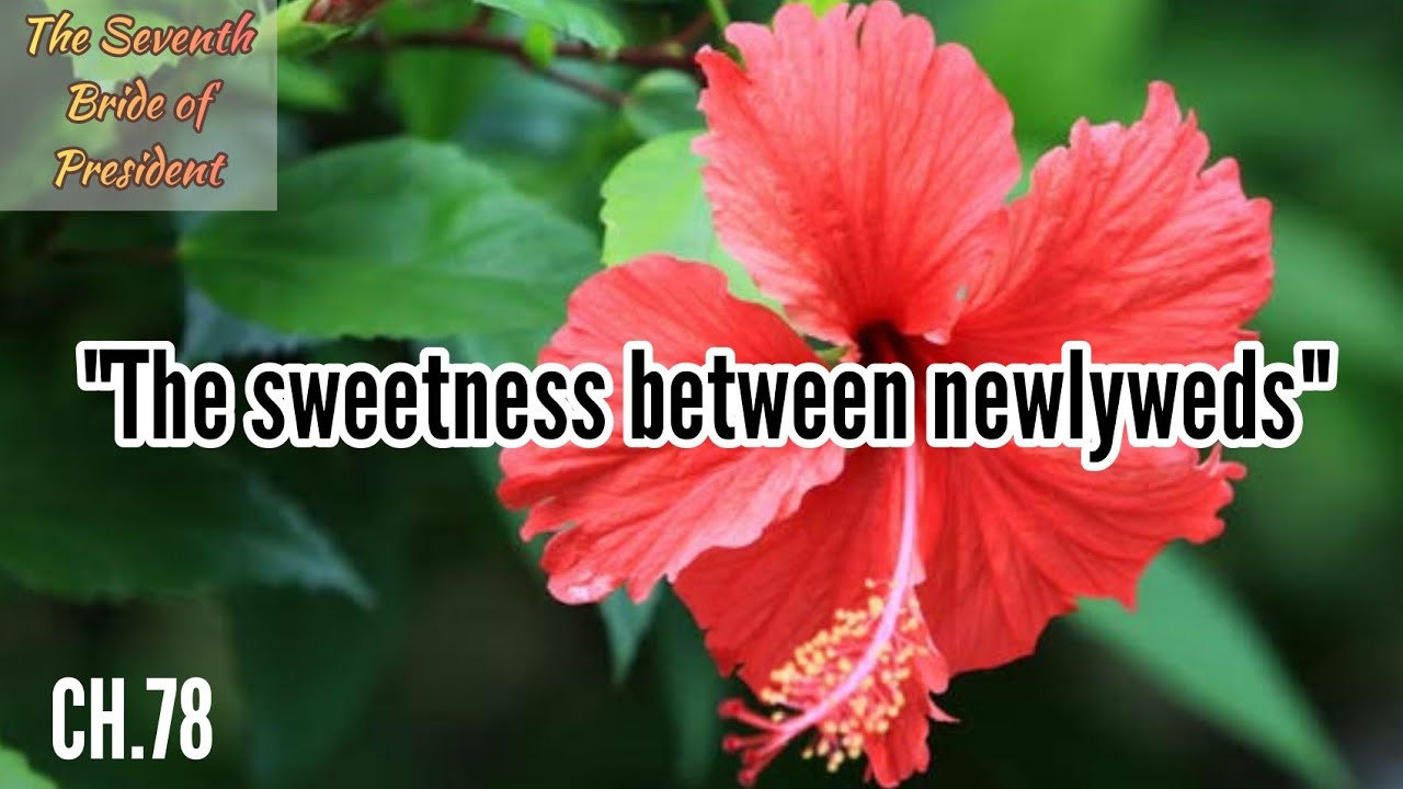 The Seventh Bride of President || Chapter 78 "The sweetness between ...