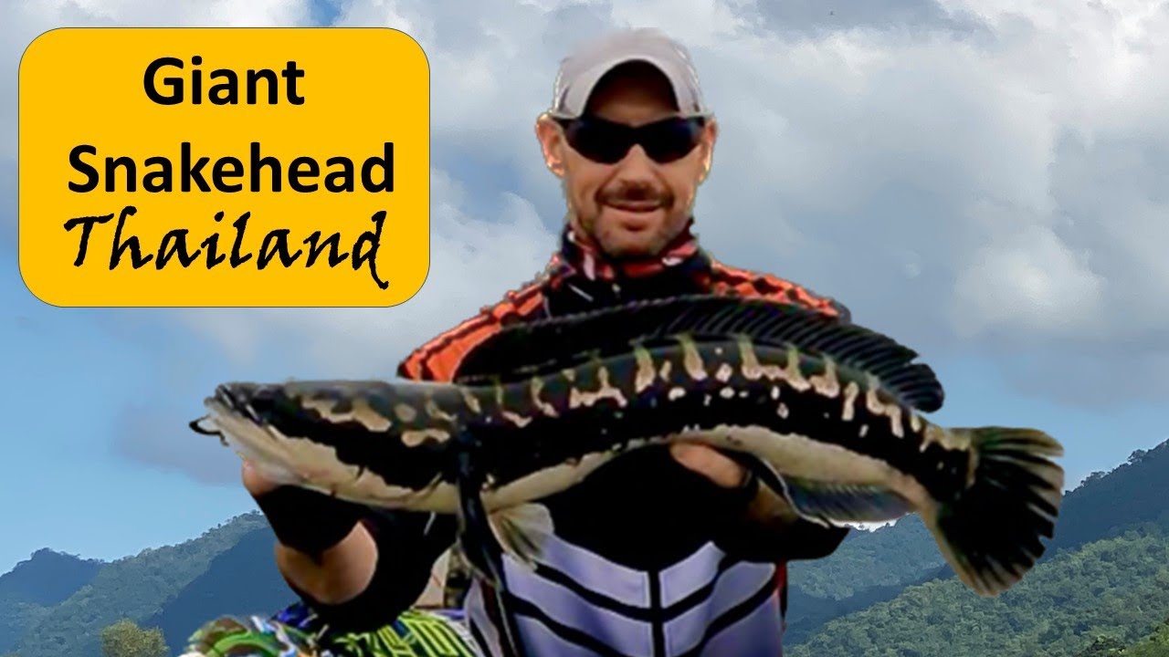Giant Snakehead. Fishing in Thailand. khao laem National Park. Wild ...
