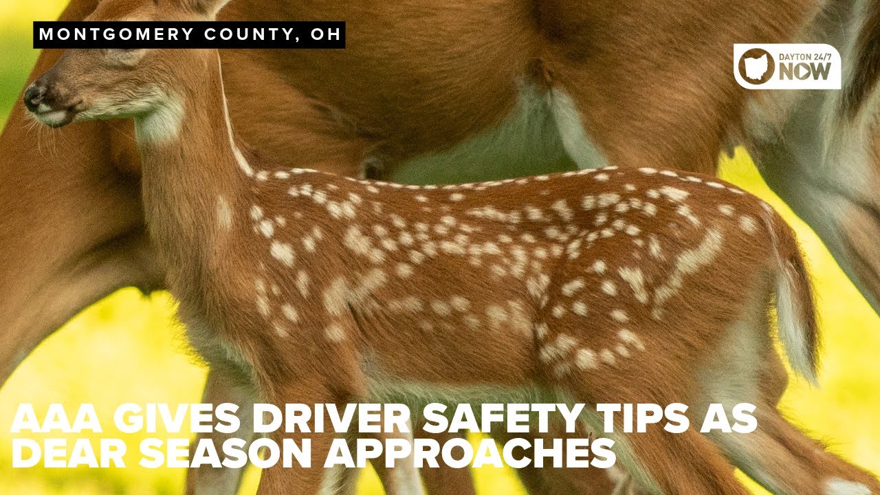 Safety advice for Ohio drivers: how to prevent deer-related accidents ...
