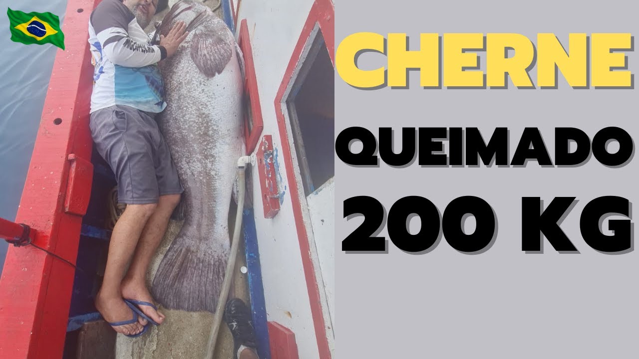 PEIXE CHERNE QUEIMADO GIGANTE 200 KG BARRA DE GUARATIBA RIO DE JANEIRO ...