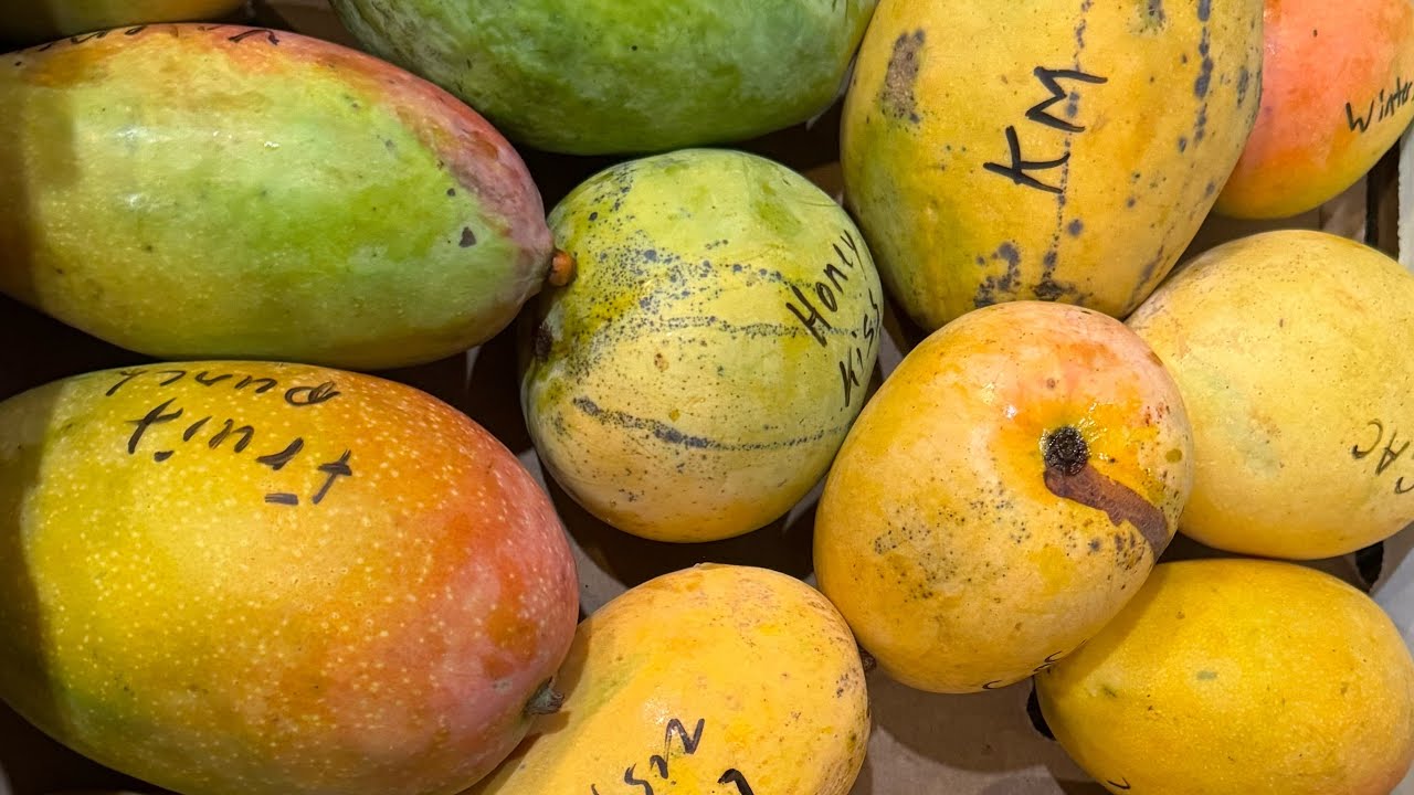 Sunrise Mango Tasting - YouTube