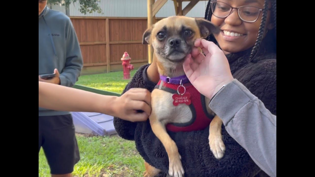 CHARADE - Adopted dog at AAR - Abandoned Animal Rescue - YouTube