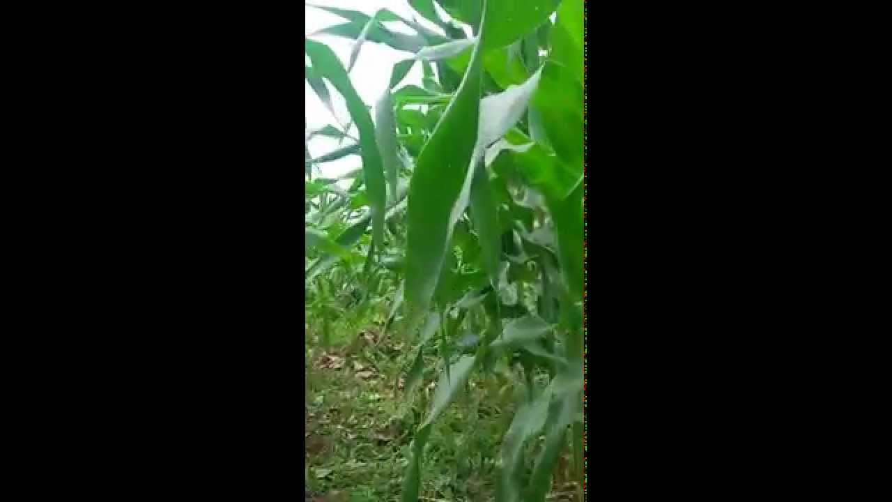 Abg Main Di Kebun Youtube
