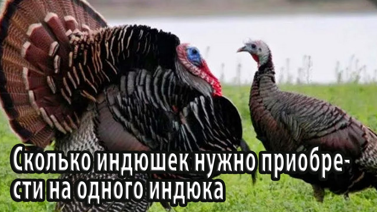 Сколько индюшек нужно приобрести на одного индюка Youtube