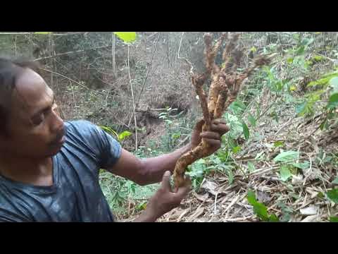 YANG INI , , DONKEL SERUT PERSIS BAWAH BAMBU - YouTube