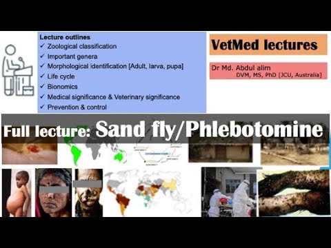 Sand fly: Genera, identification, life cycle, public health ...
