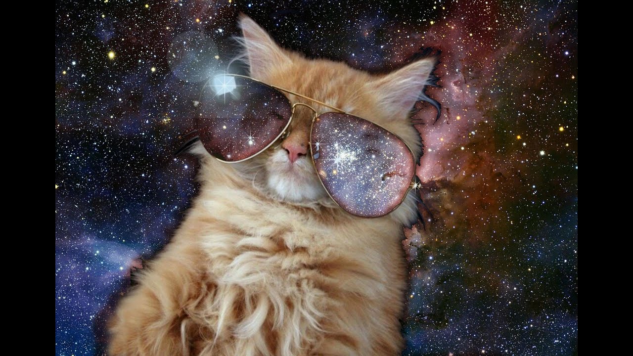 CAT CO (THE OFFICIAL ADVERTISEMENT) - YouTube