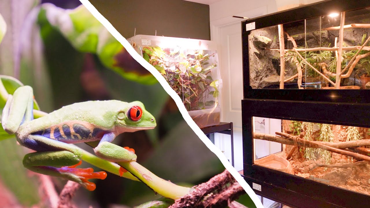 EPIC DIY Reptile Enclosure Walkthrough (custom backgrounds!!) - YouTube