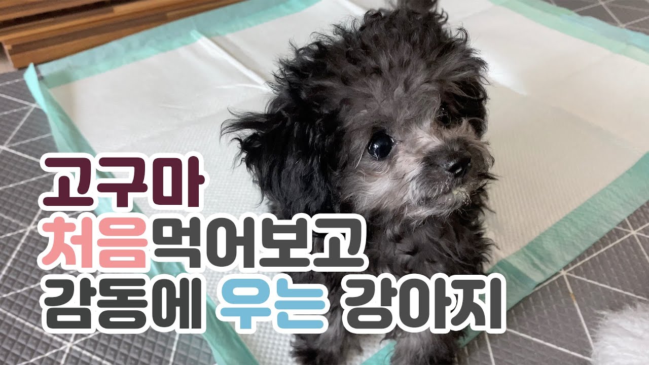 고구마 처음 먹어본 강아지 감동받아서 우는거야 Youtube