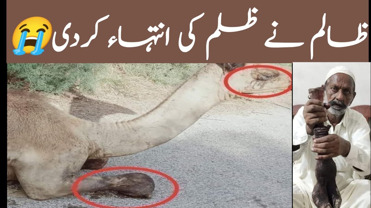CAMEL LEG CUT Viral Vedio [Complete details in Vedio]Aunt key tang kat ...