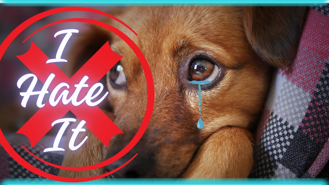 10 Things DOGS HATE that You SHOULD AVOID | Dog Owners Mistakes - YouTube