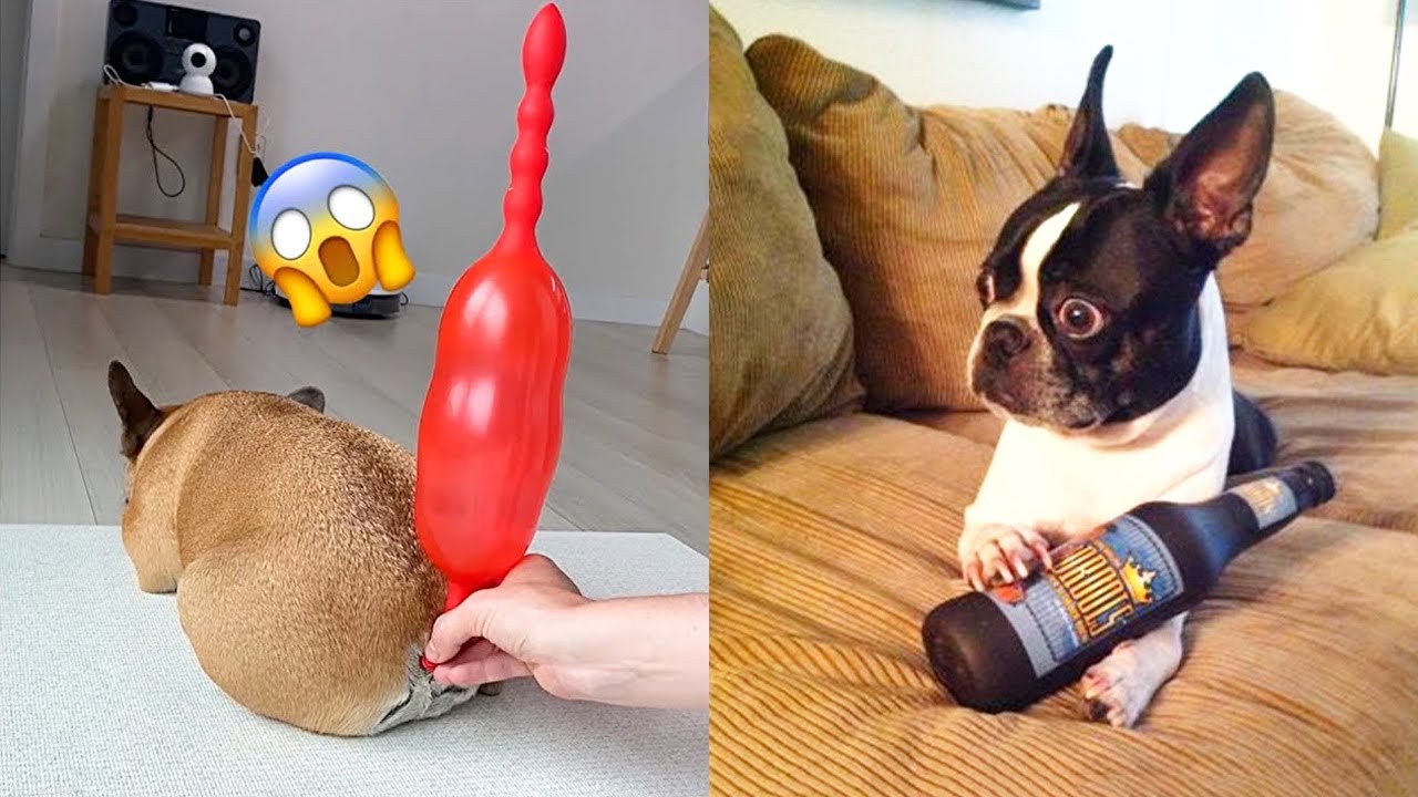 Funniest Dogs And Cats - Best Of The 2022 Funny Animal Videos #24 - YouTube