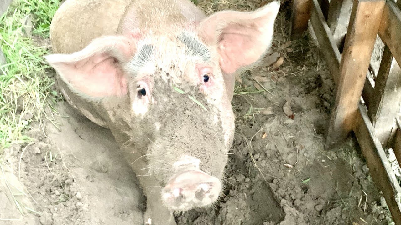 Animal update! New GIANT pig (Yorkshire WILD BOAR cross breed) Ducks ...