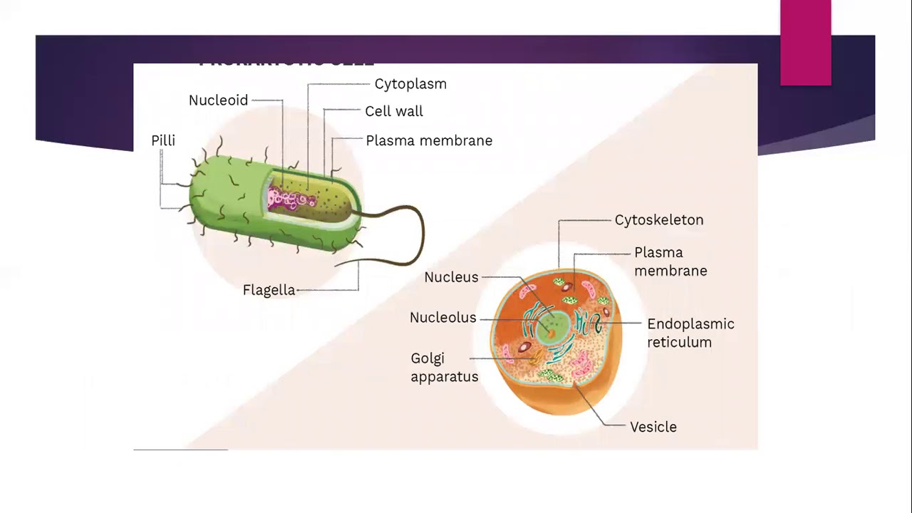 Difference Between Prokaryotic and Eukaryotic cells (class 9) - YouTube