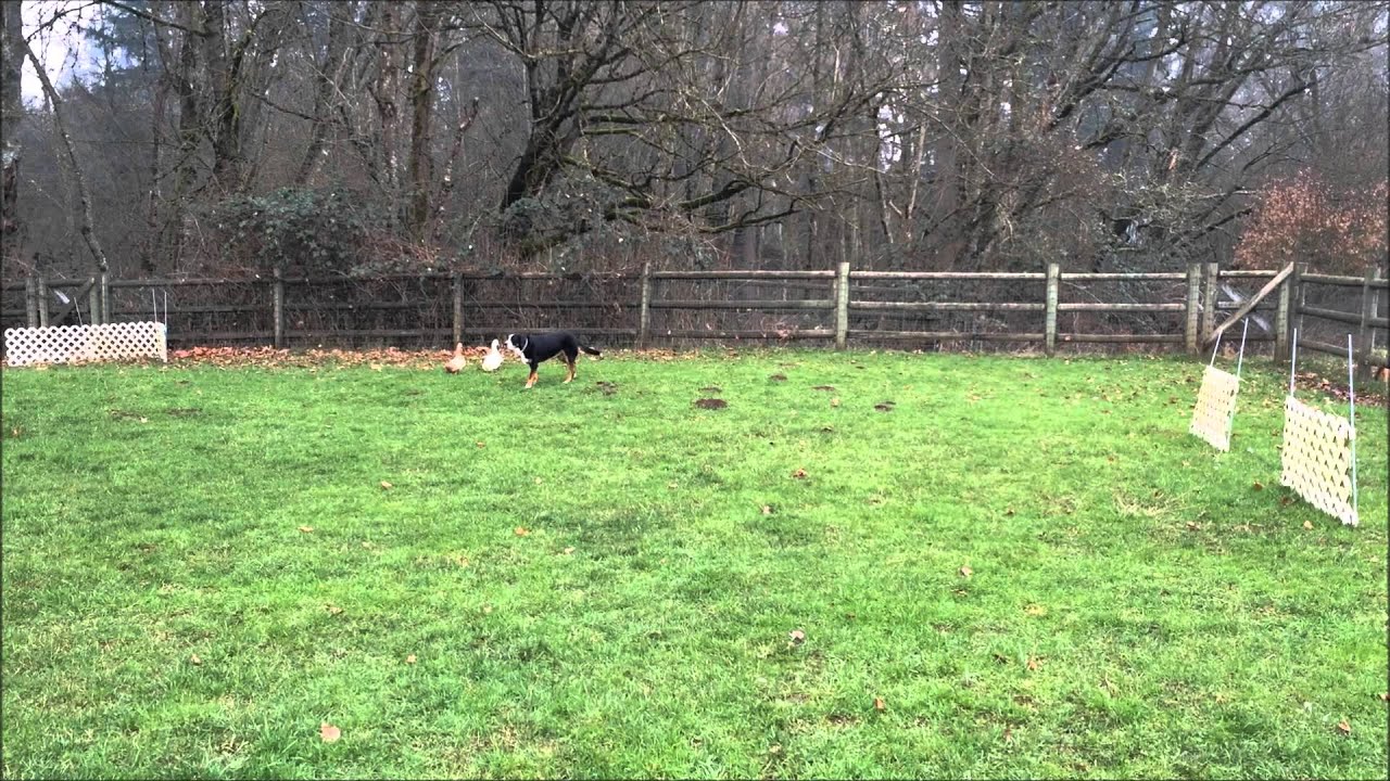 Gypsy Ducks Jan - YouTube