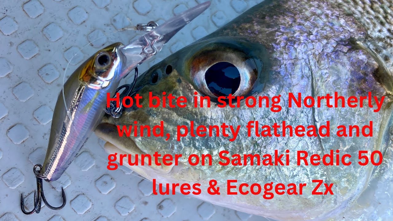 Hot bite in strong Northerly wind, plenty flathead and grunter on ...