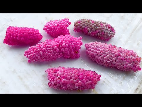 Satisfying Crushing Apple Snail eggs | ASMR Relaxing Natural Sound - ASMR052