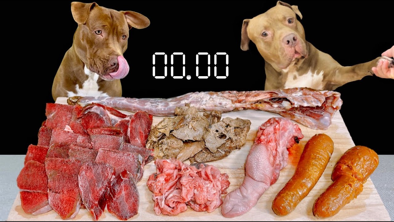 ASMR MUKBANG PITBULL EATING RAW FOODS - YouTube