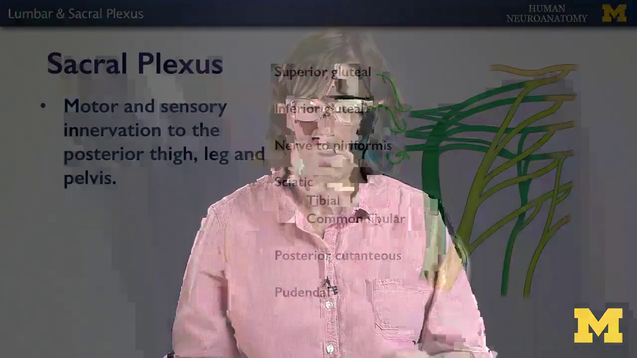 Nervous System: Lumbar and Sacral Plexuses - YouTube