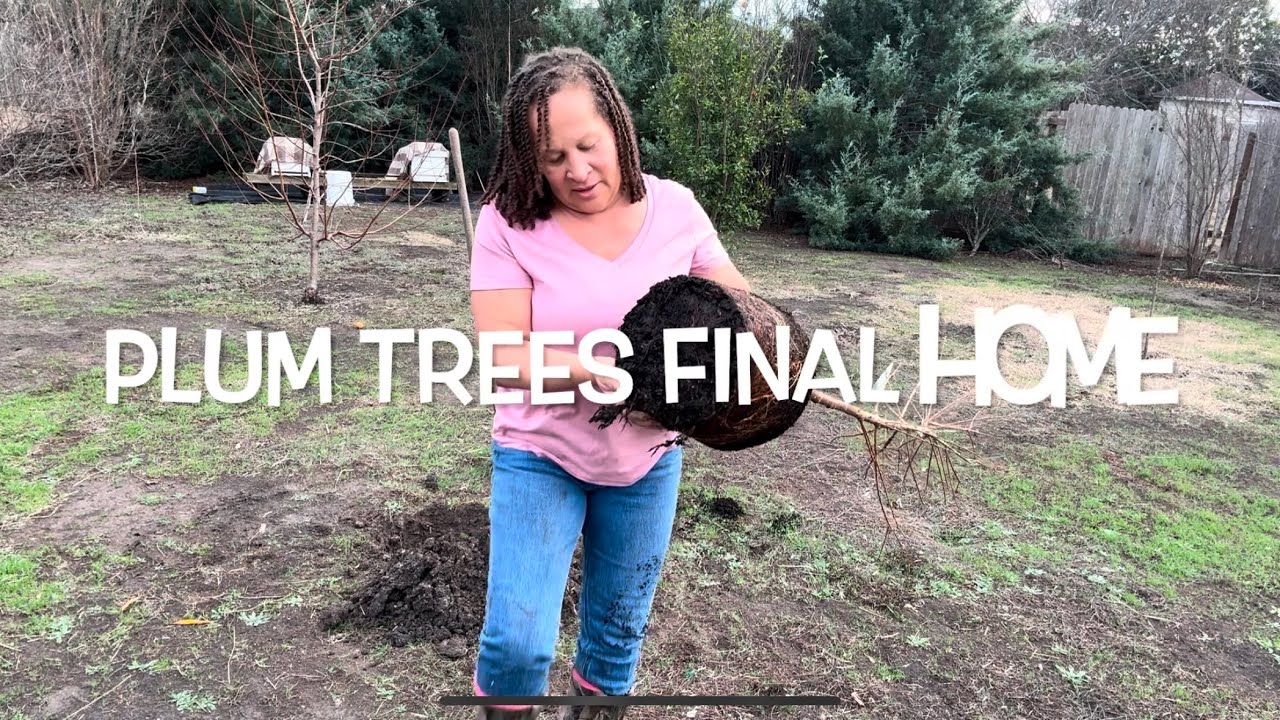 PLANTING A PLUM TREE PARADISE - YouTube