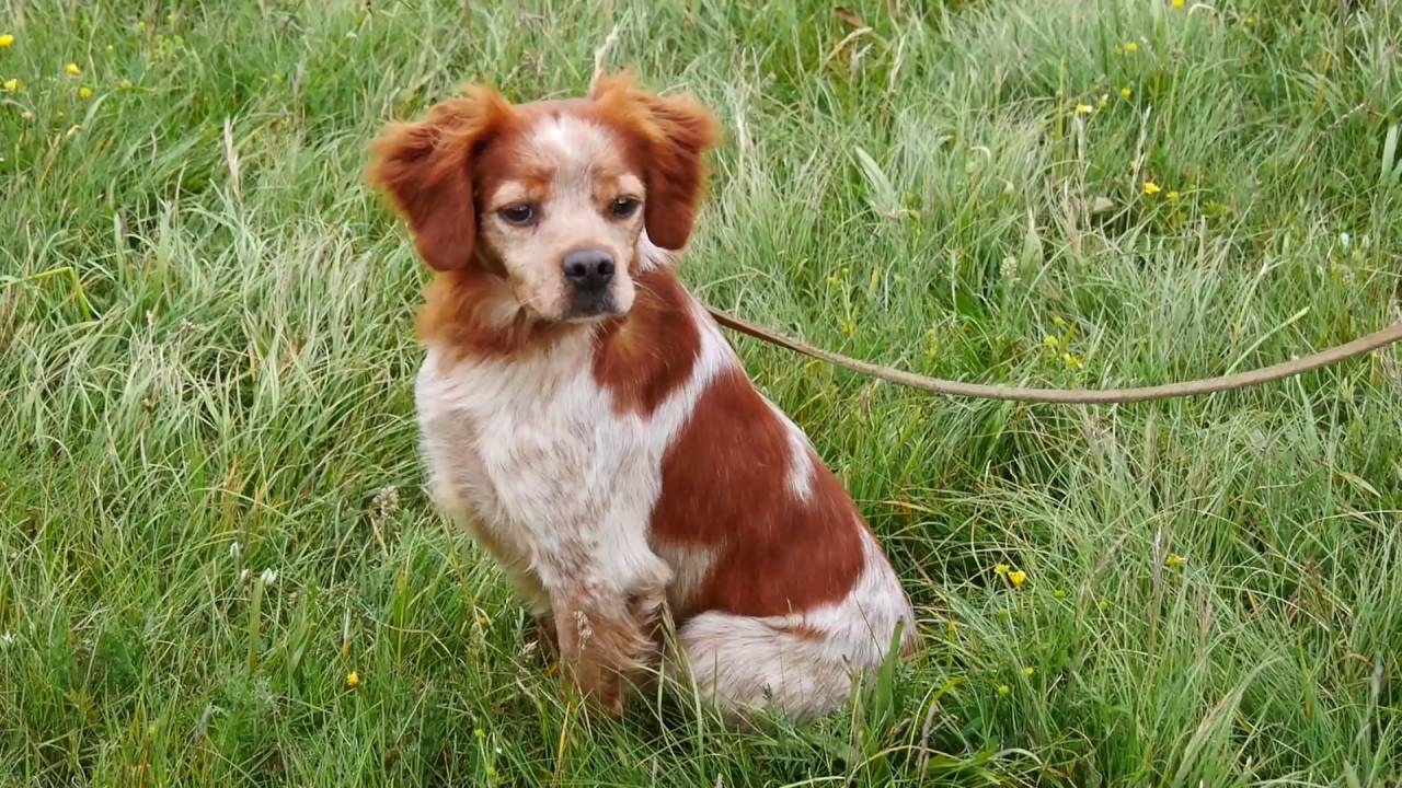 142 Promo Prove Classiche Nazionali Per Cani da Ferma Petrano 2016 ...