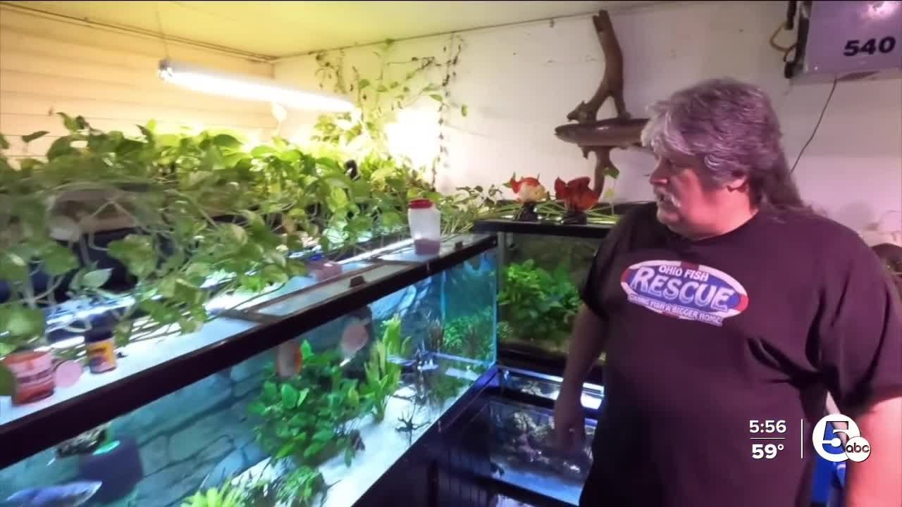 'They'll die if we stop': Ohio Fish Rescue helping surrendered fish ...