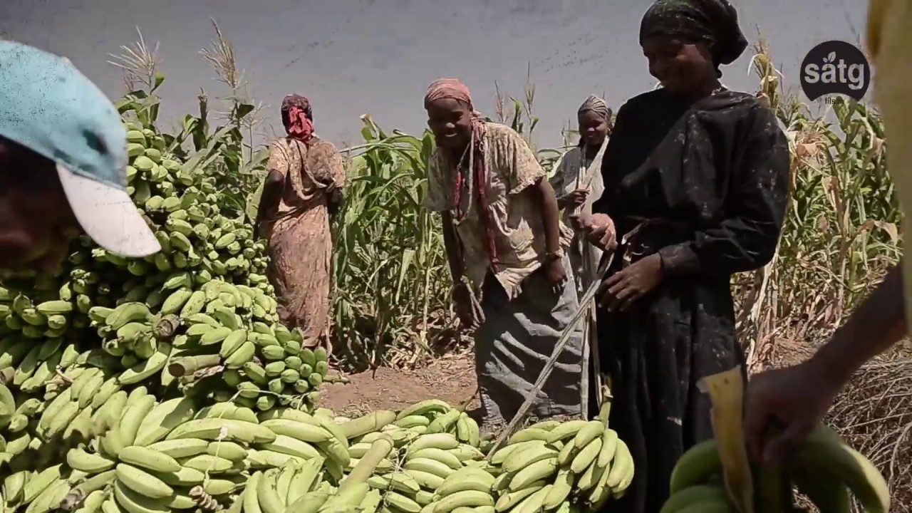 Banana in Somalia - YouTube