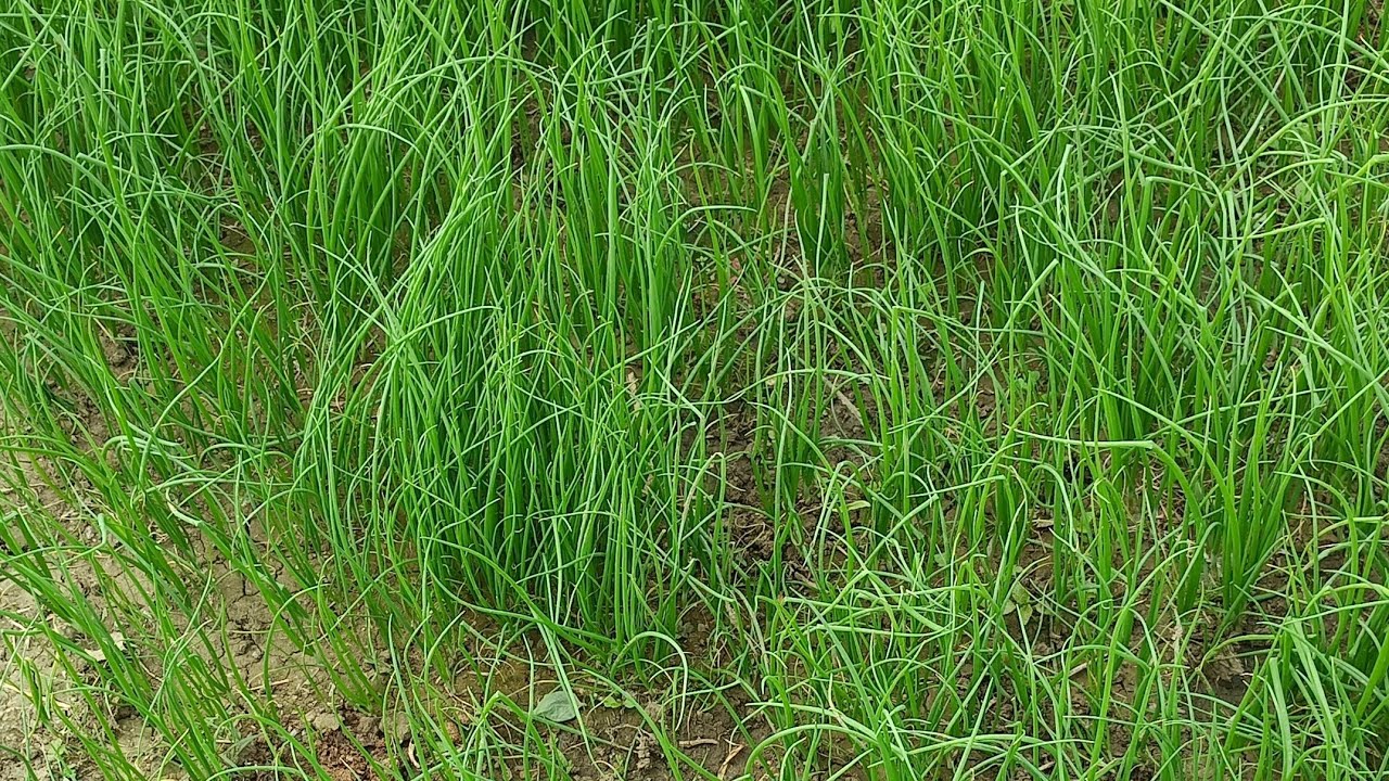 Mr Up Official is live - YouTube