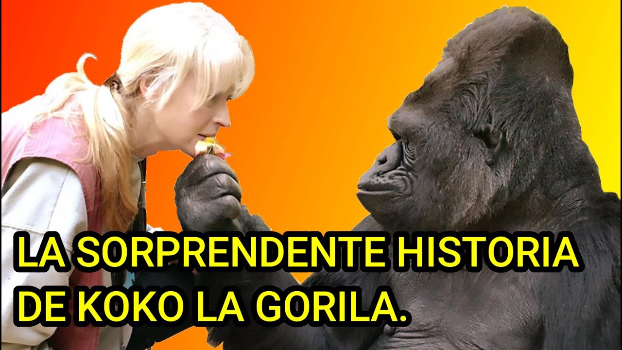 LA SORPRENDENTE HISTORIA DE KOKO LA GORILA - YouTube