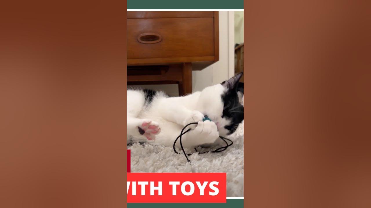 Opening Agnes' Stocking : 5 Days of Christmas! Avocado catnip toy - Cute Tuxedo Cat - YouTube