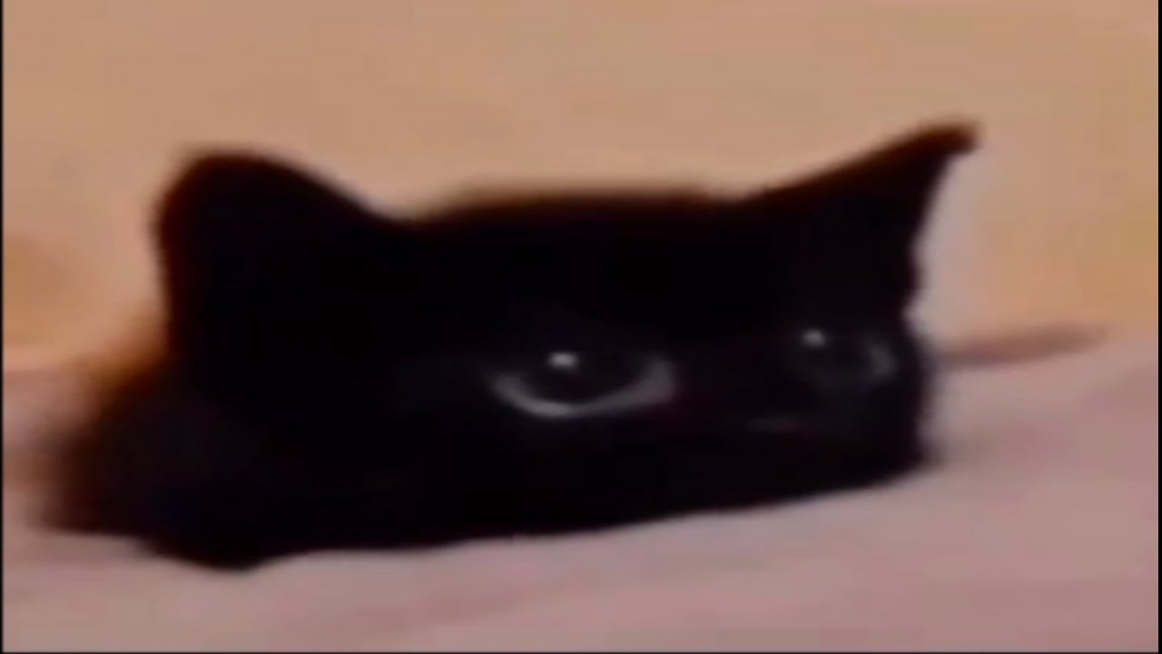 Top 5 Cat Explotano - YouTube