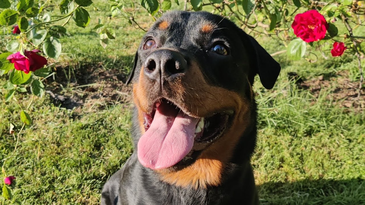 Chico 1yr Rottweiler | Best Trained Dogs of OR | Portland OffLeash K9 ...