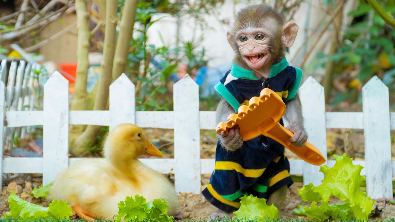 NaNa Baby Monkey Grows A Vegetable Garden And A Surprise End - YouTube
