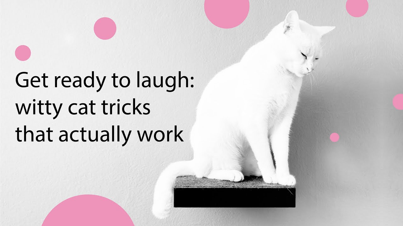 Hilarious Witty Cat Tricks That Actually Work! - YouTube