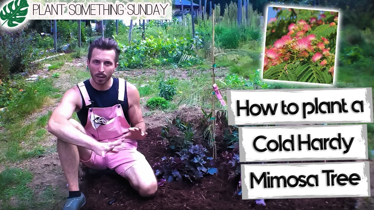 How to Plant a Cold Hardy Mimosa Tree - (a beginner's guide) - YouTube