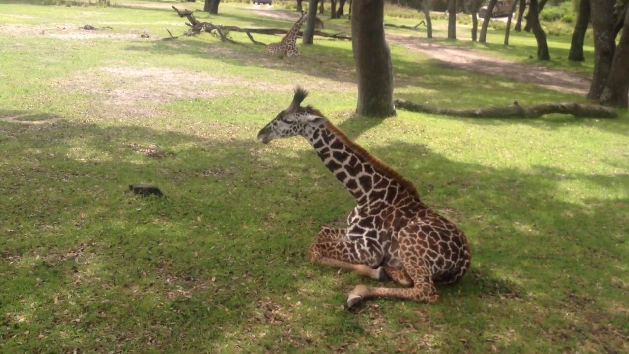 Kilimanjaro Safari FULL RIDE at Disney's Animal Kingdom Park - YouTube