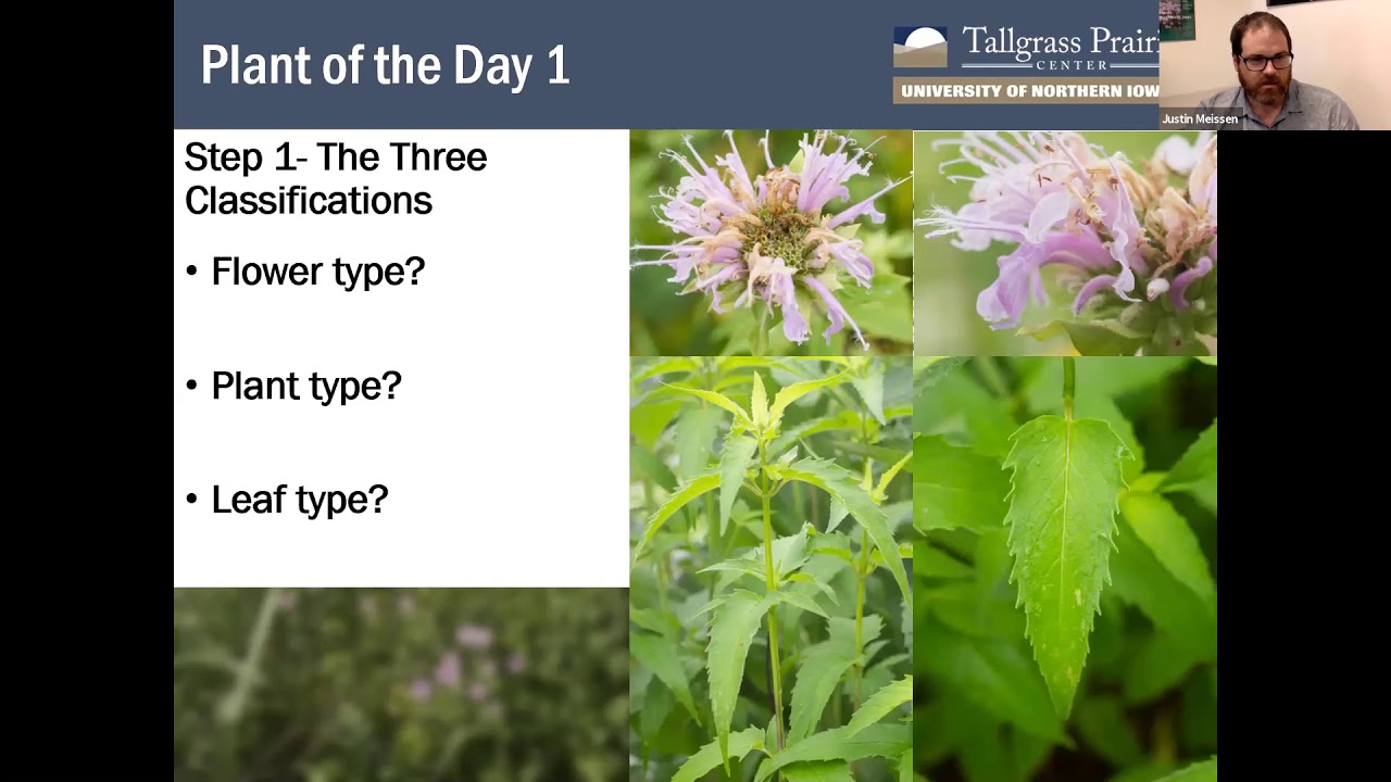 Botany Beginners: Exploring Iowa's Native Plants - Lesson 4 - YouTube