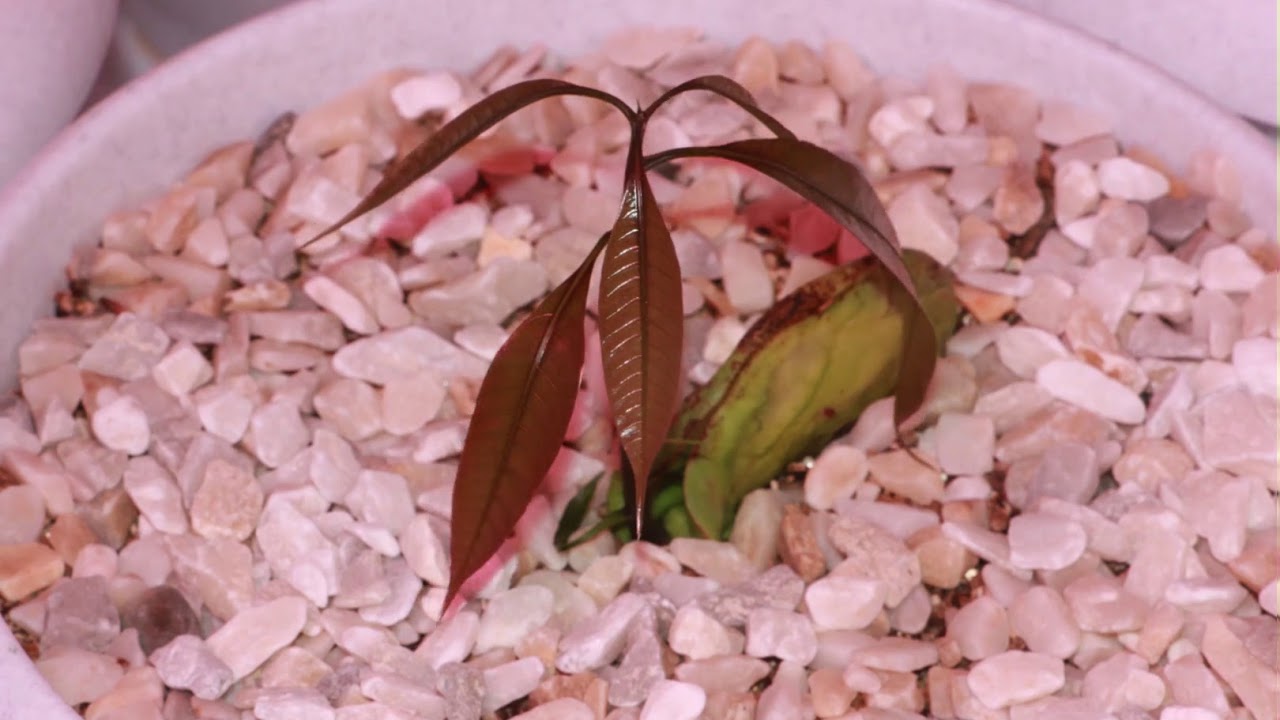 Brazilian mango "Tommy Atkins" timelapse - YouTube