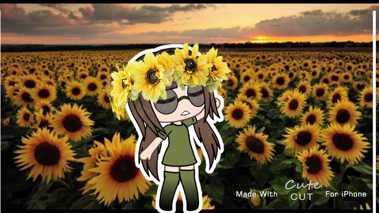 Sunflower meme || unfinished - YouTube